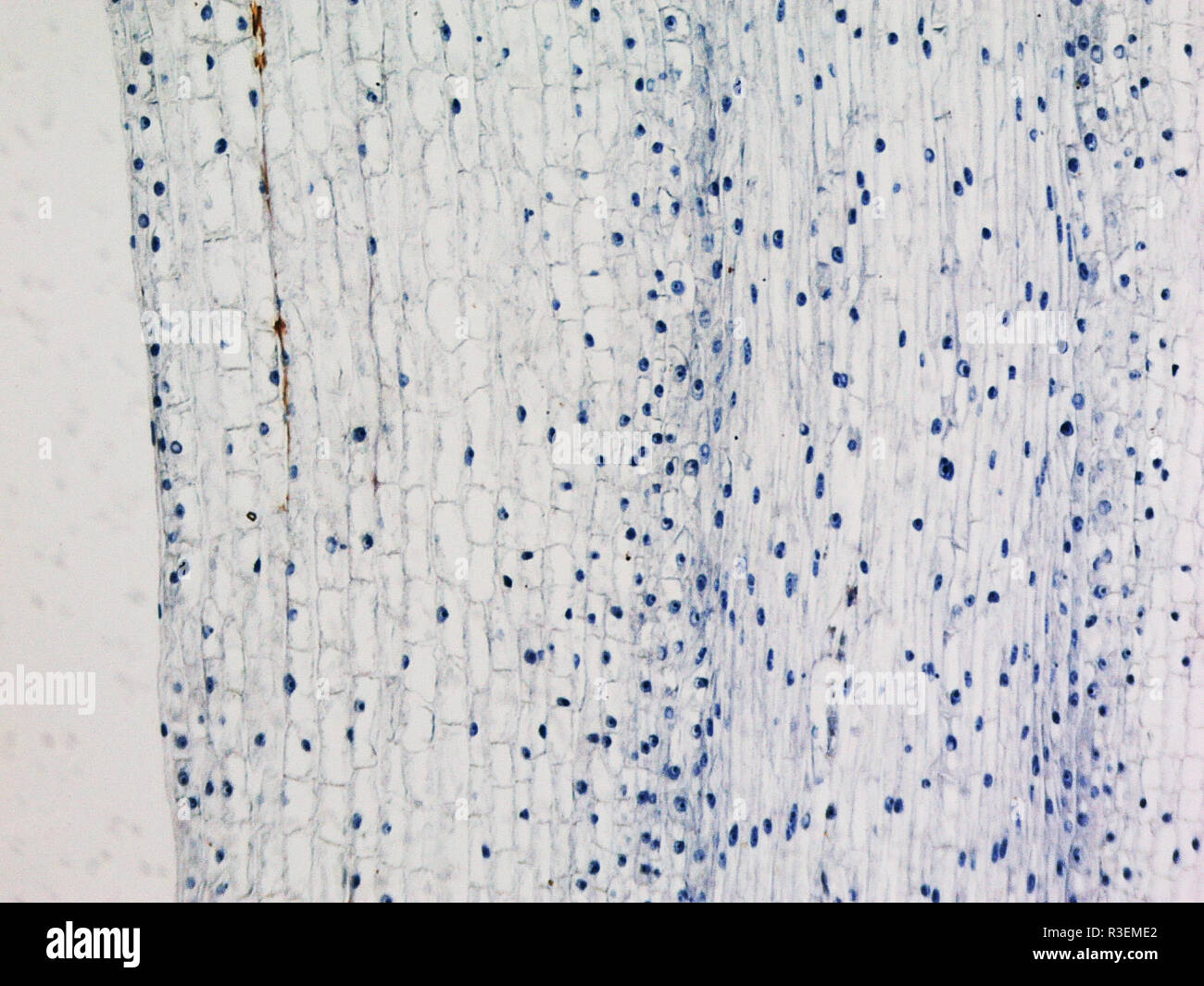 Plant root cross section microscope hi-res stock photography and images ...