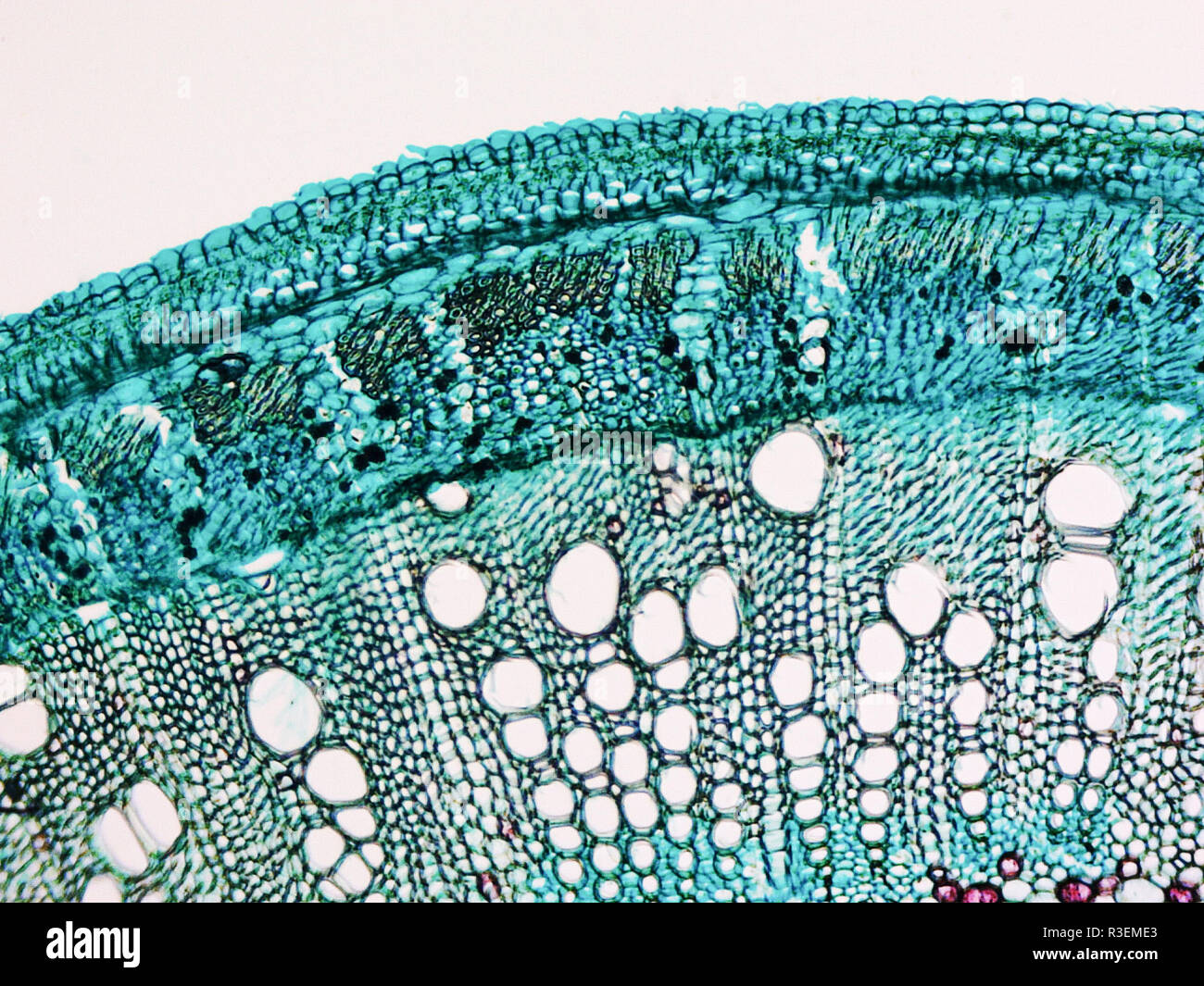 Light microscope cross section stem hi-res stock photography and images ...