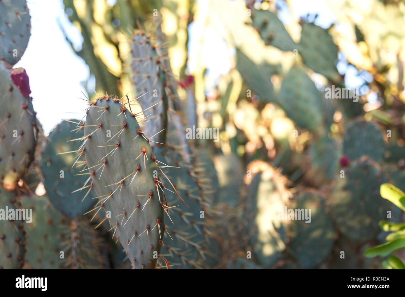 Cactus flower in natural habitat. Shot close up. Daylight Stock Photo ...