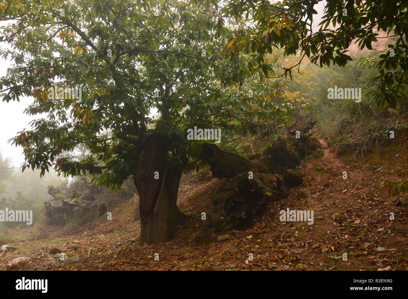 Chestnut Tree Forest With One Of Them Dry On The Ground Filled With ...