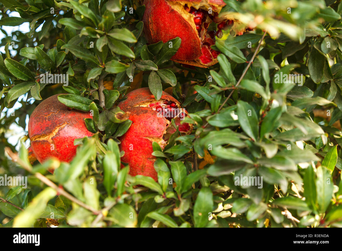 Grenadine Fruit Stock Photos Grenadine Fruit Stock Images Alamy Grenadine Fruit Stock Photos Grenadine Fruit Stock Images Alamy