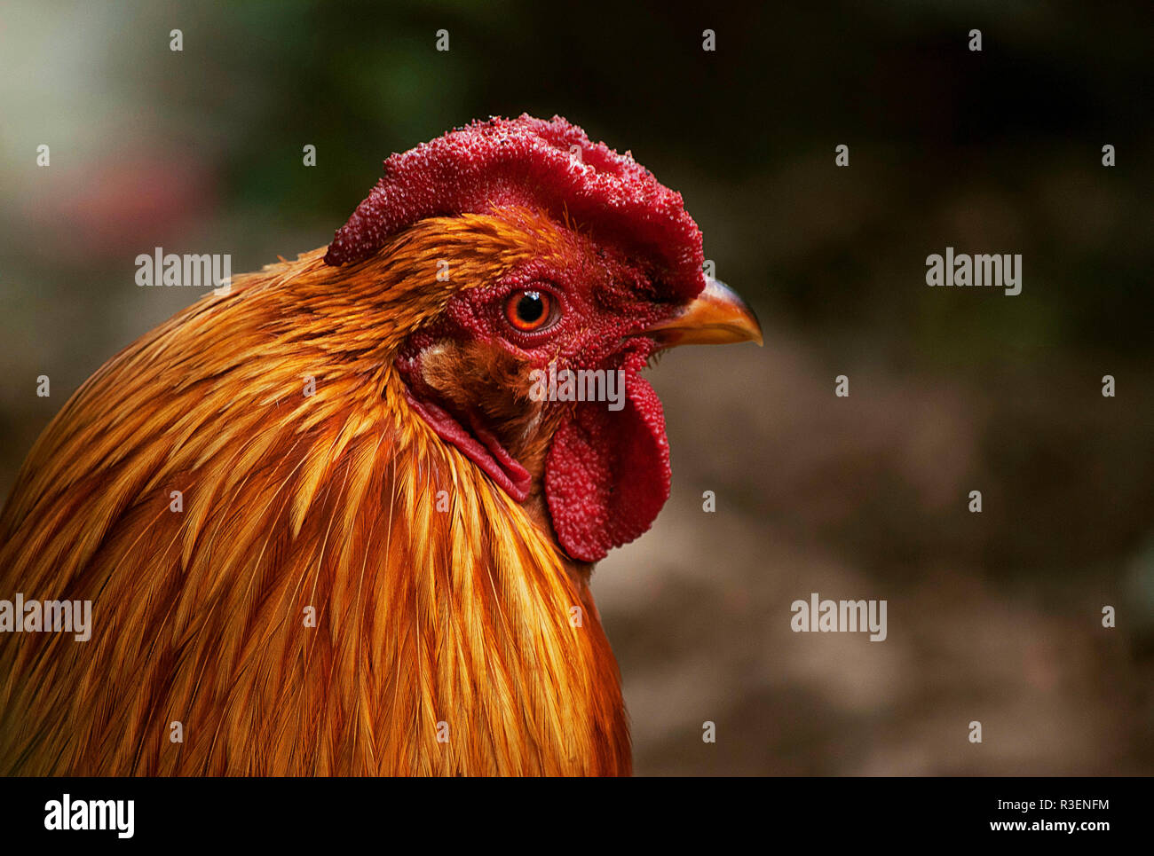 Young rooster hi-res stock photography and images - Alamy