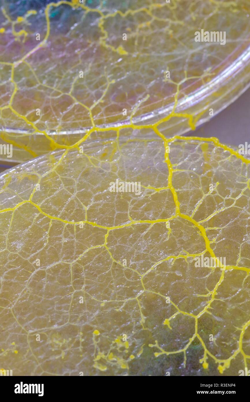 Microscopio Physarum Polycephalum Physarum Polycephalum, Plasmodium