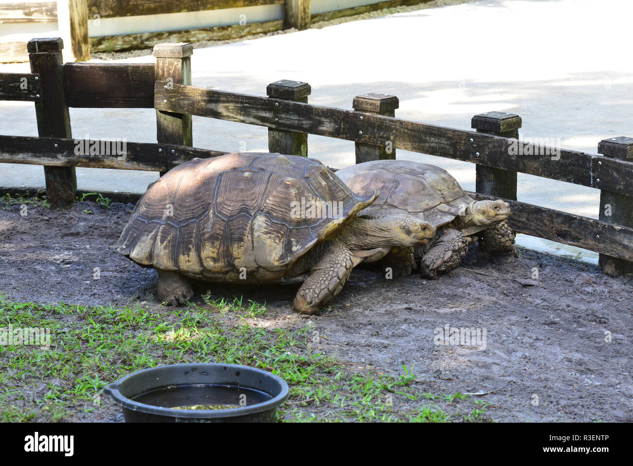 A giant Turtle at the Florida Keys in America Stock Photo - Alamy