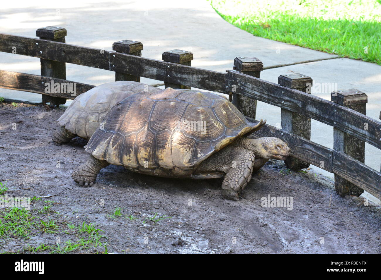 A giant Turtle at the Florida Keys in America Stock Photo - Alamy