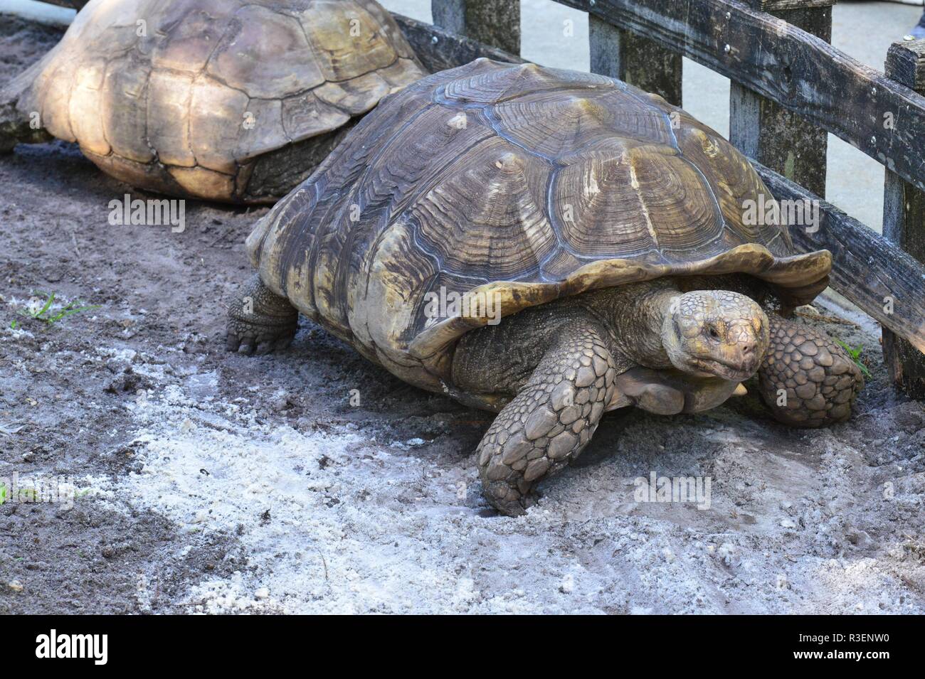 A giant Turtle at the Florida Keys in America Stock Photo - Alamy