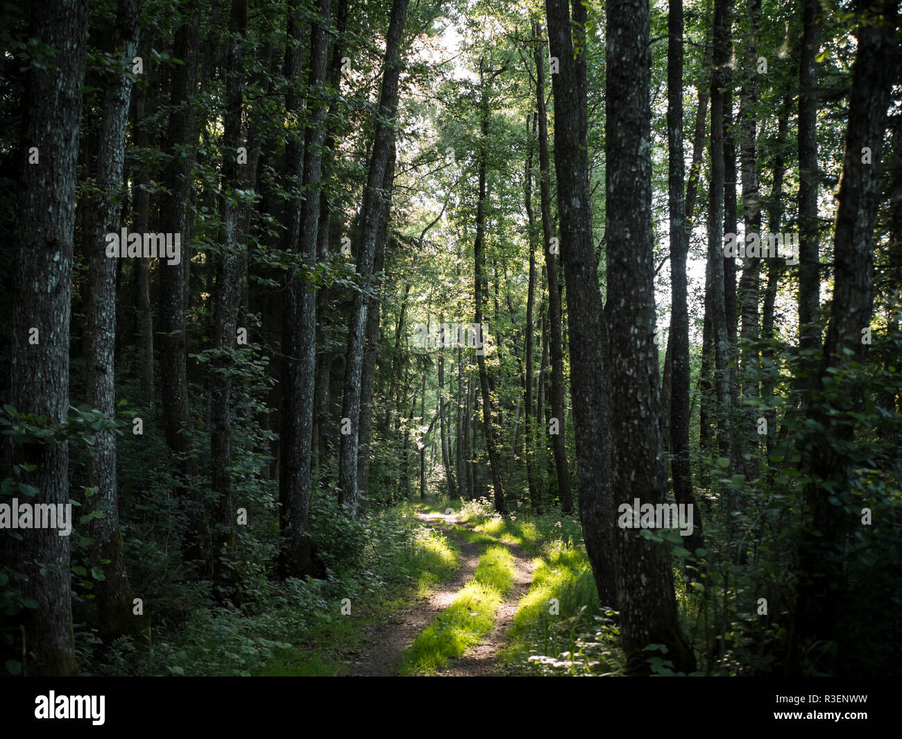 a forest clearing with beautiful sunbeams Stock Photo - Alamy