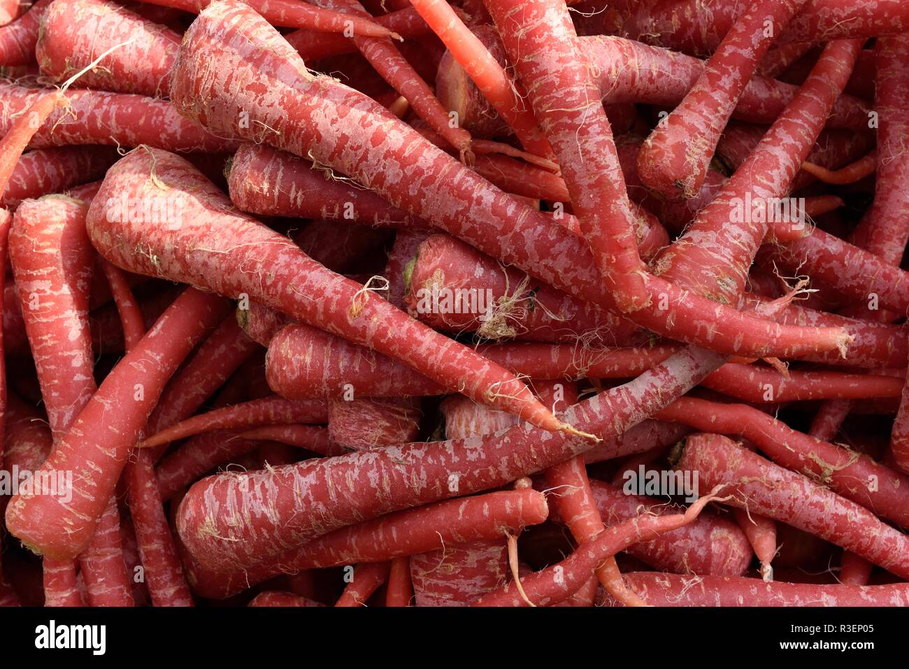 Fresh harvested locally grown raw red carrots in an Indian farmers ...