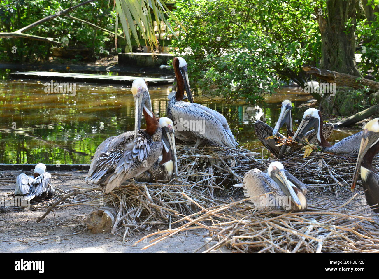 Pelicans roosting on a nest in Florida Stock Photo - Alamy