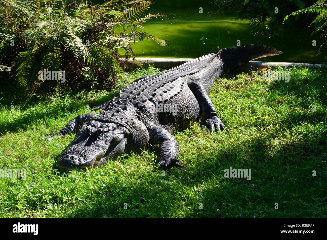 An Alligator in Florida Stock Photo - Alamy