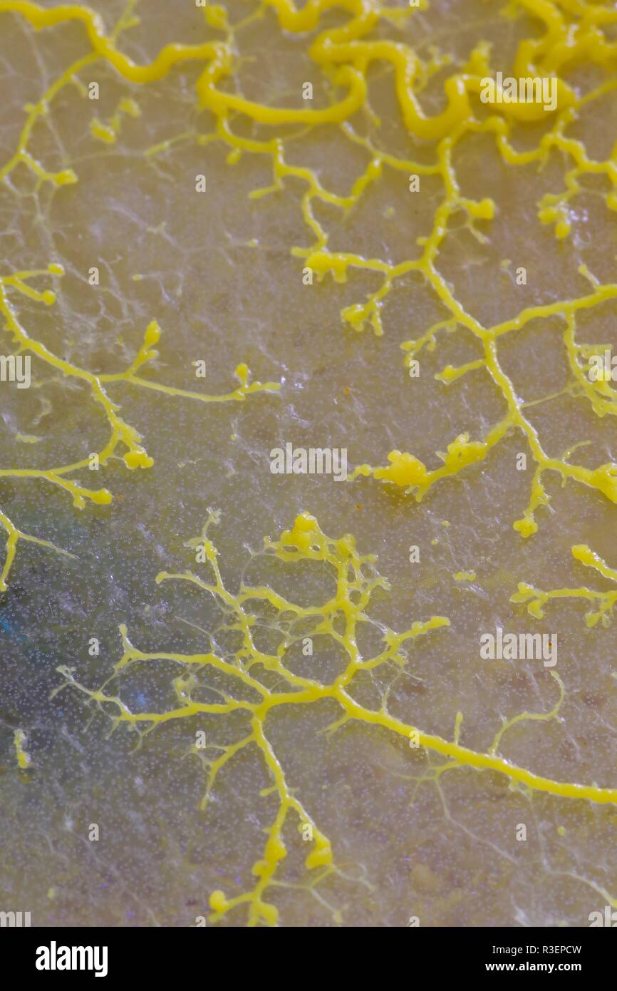 Yellow Slime Mould (Physarum polycephalum) Growing and Network Forming ...