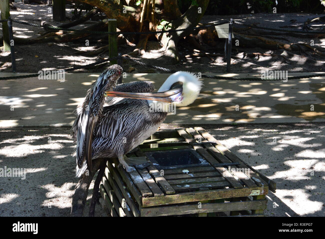 Birds cleaning their feet hi-res stock photography and images - Alamy