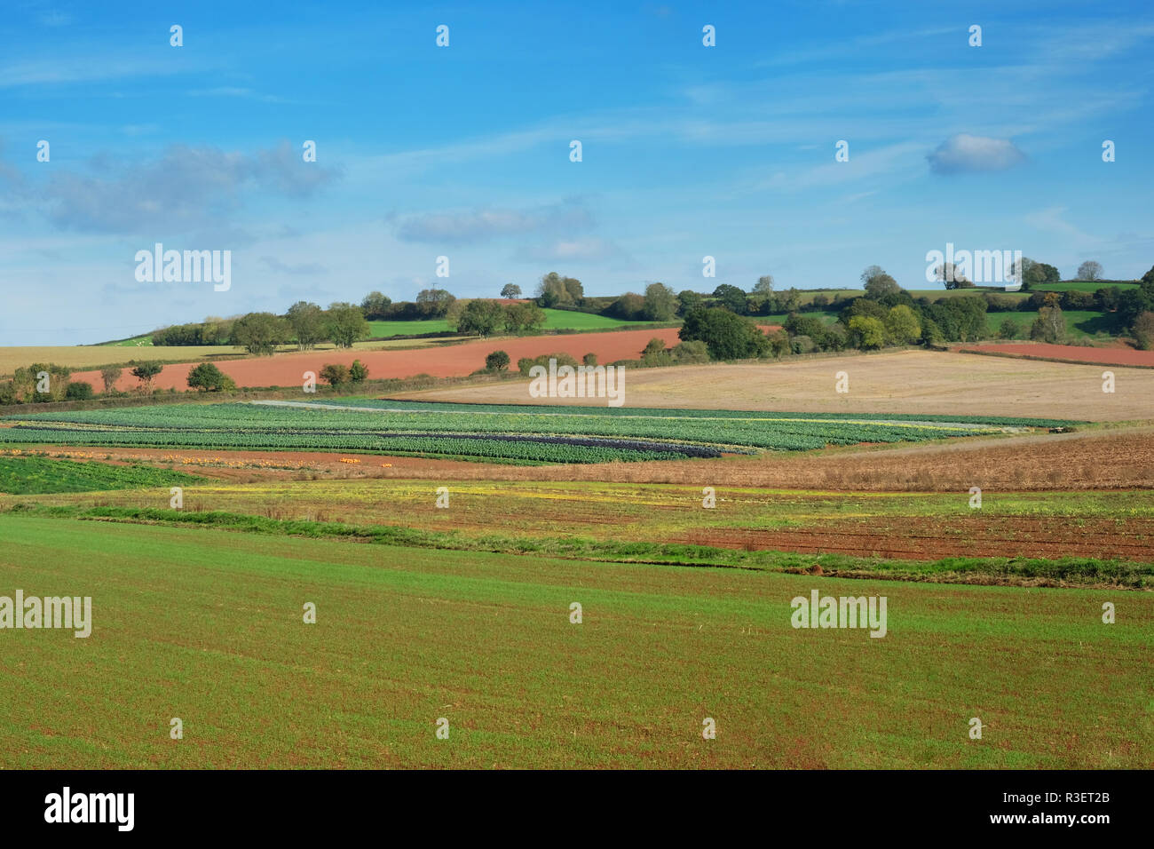 Variety of vegetables, including pumpkins, growing in a Devon field,UK ...