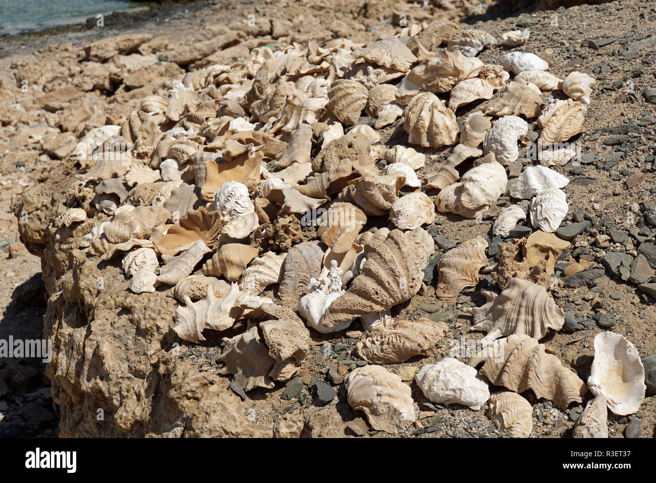Shell wasteland hi-res stock photography and images - Alamy