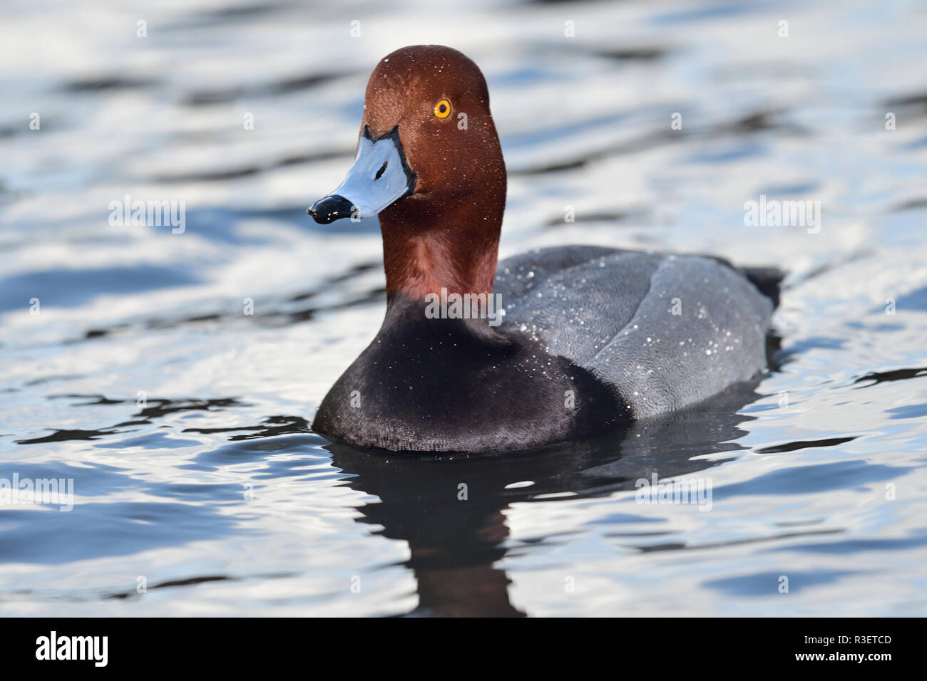 Portrait of a redhead duck (aythya americana) swimming in the water ...