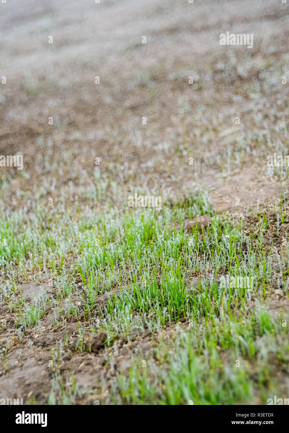 fresh lawn grows Stock Photo - Alamy