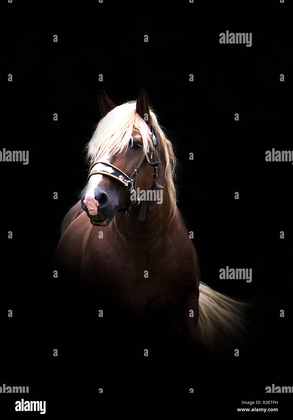 Comtois horse hi-res stock photography and images - Alamy