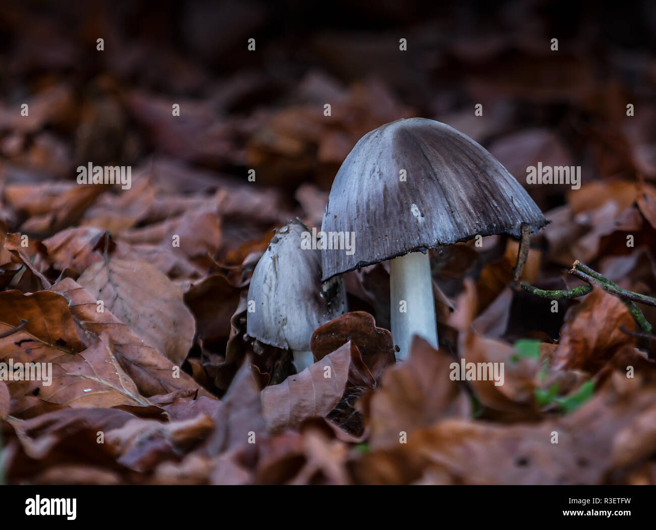 gray wrinkle tintling Stock Photo - Alamy