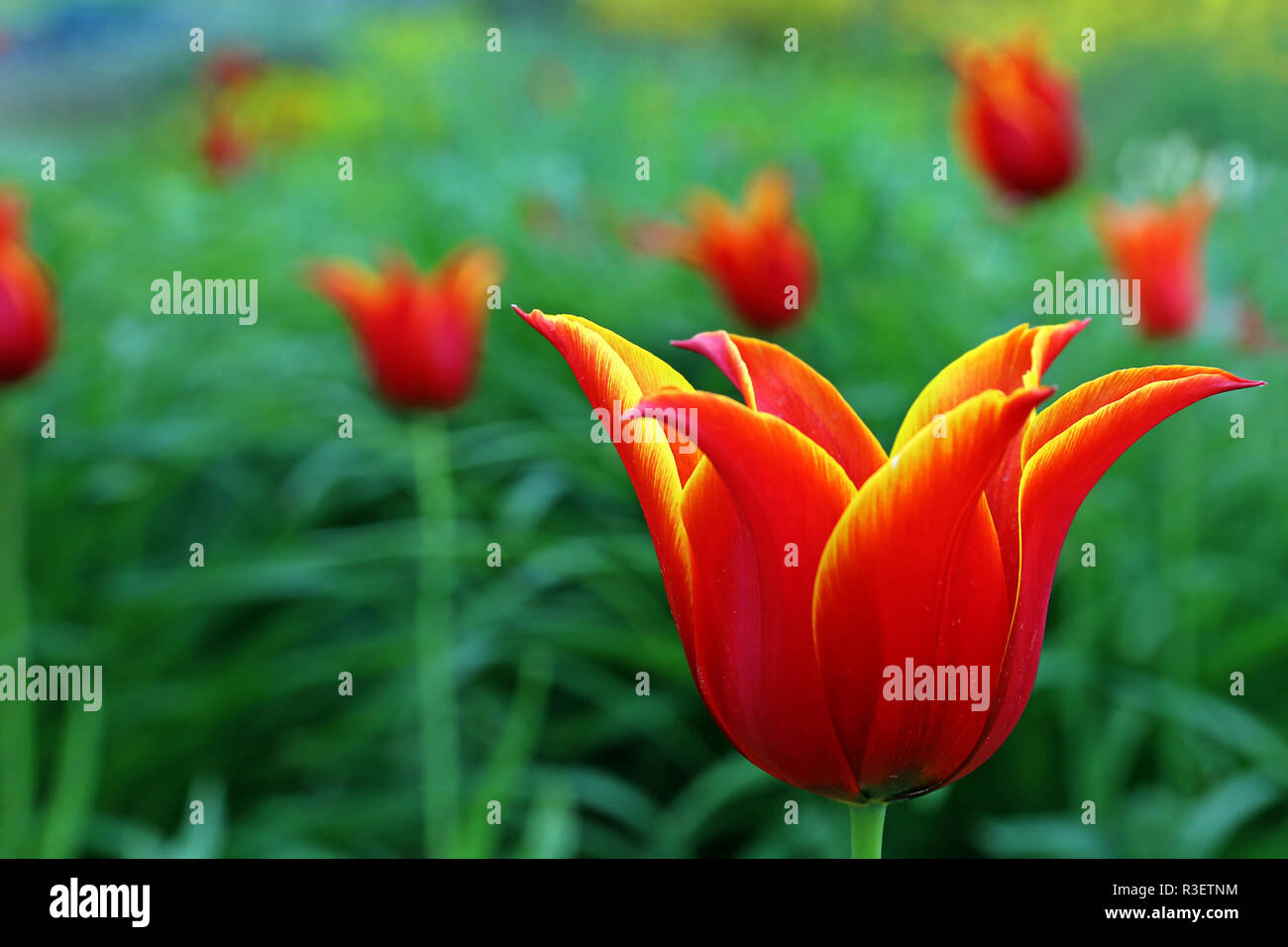 Queen of sheba flower hi-res stock photography and images - Alamy