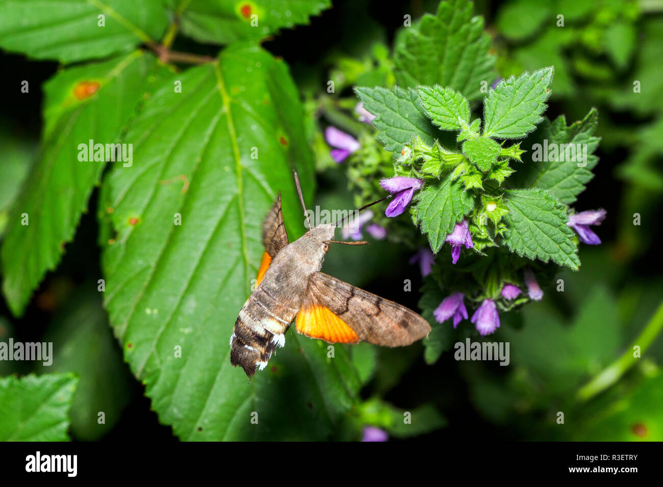Moth scale hi-res stock photography and images - Alamy