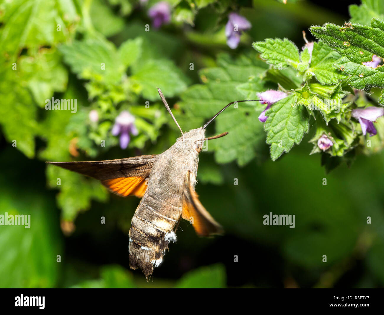 Hummingbird Hawk-moth (Macroglossum stellatarum) - Italy Stock Photo ...