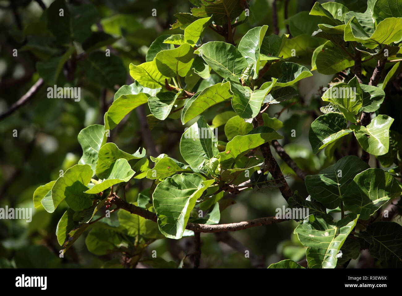 Baum des lebens hi-res stock photography and images - Alamy