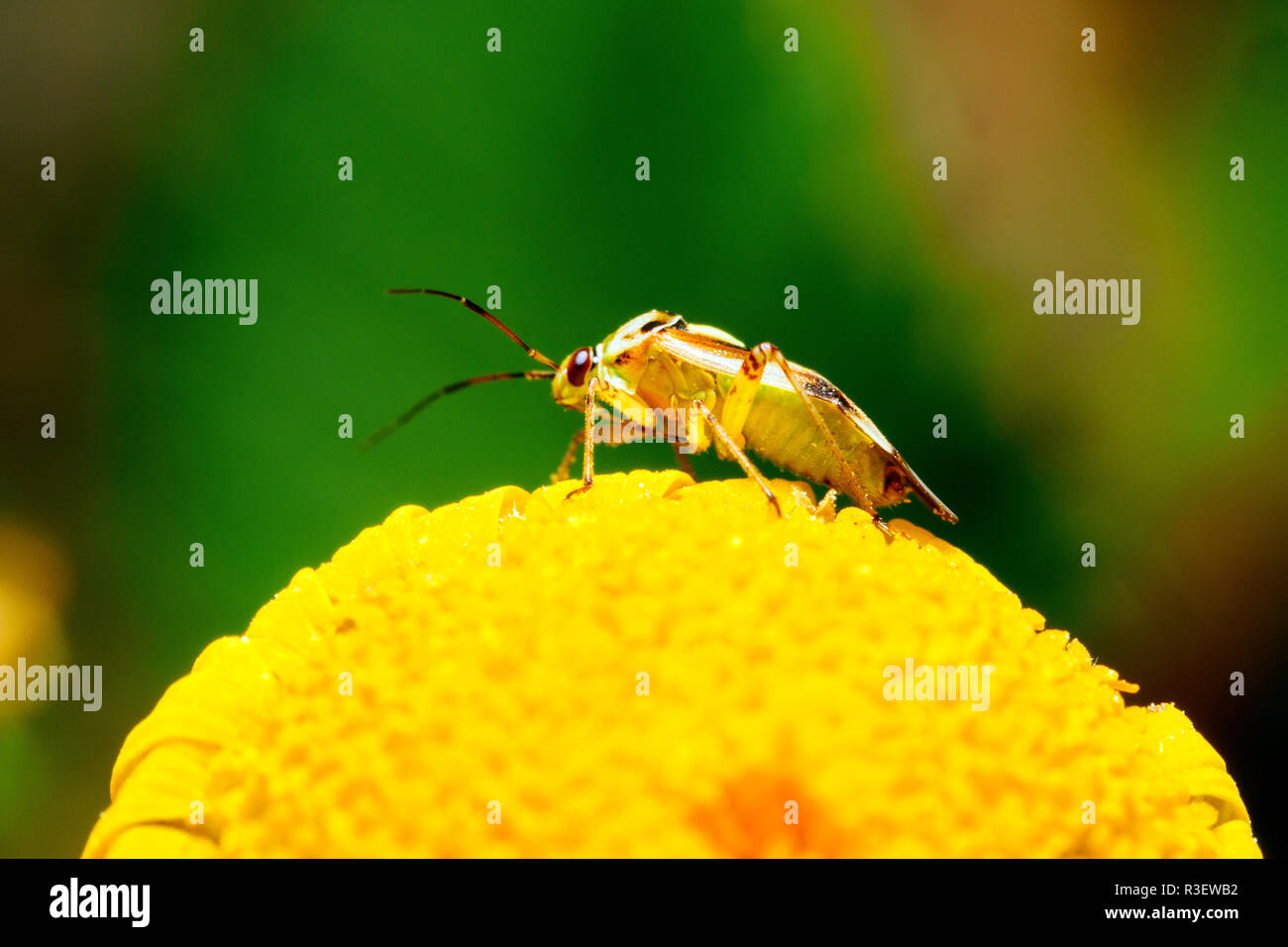 Mirid bug hi-res stock photography and images - Alamy