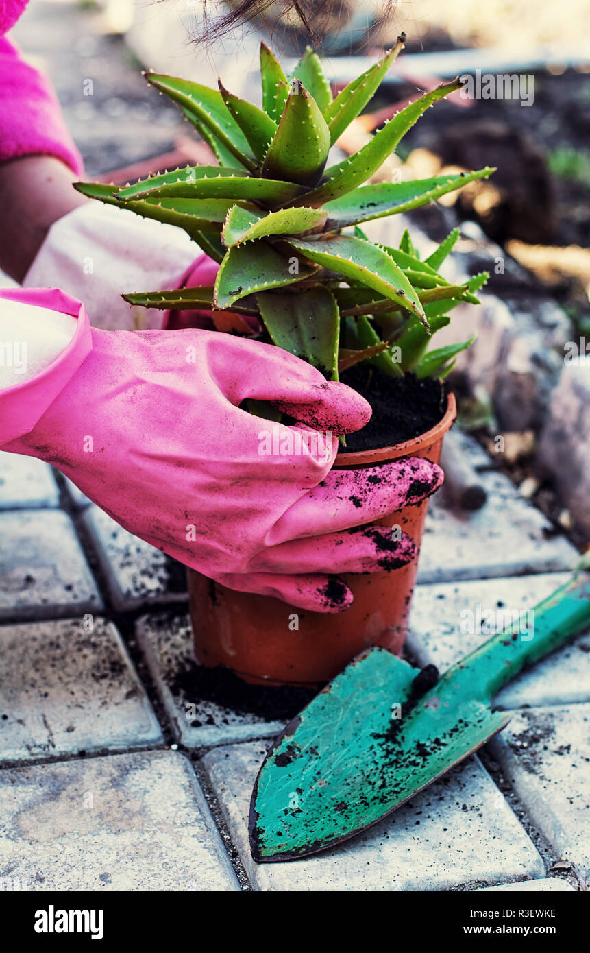 hospice decorative potted plant Stock Photo - Alamy