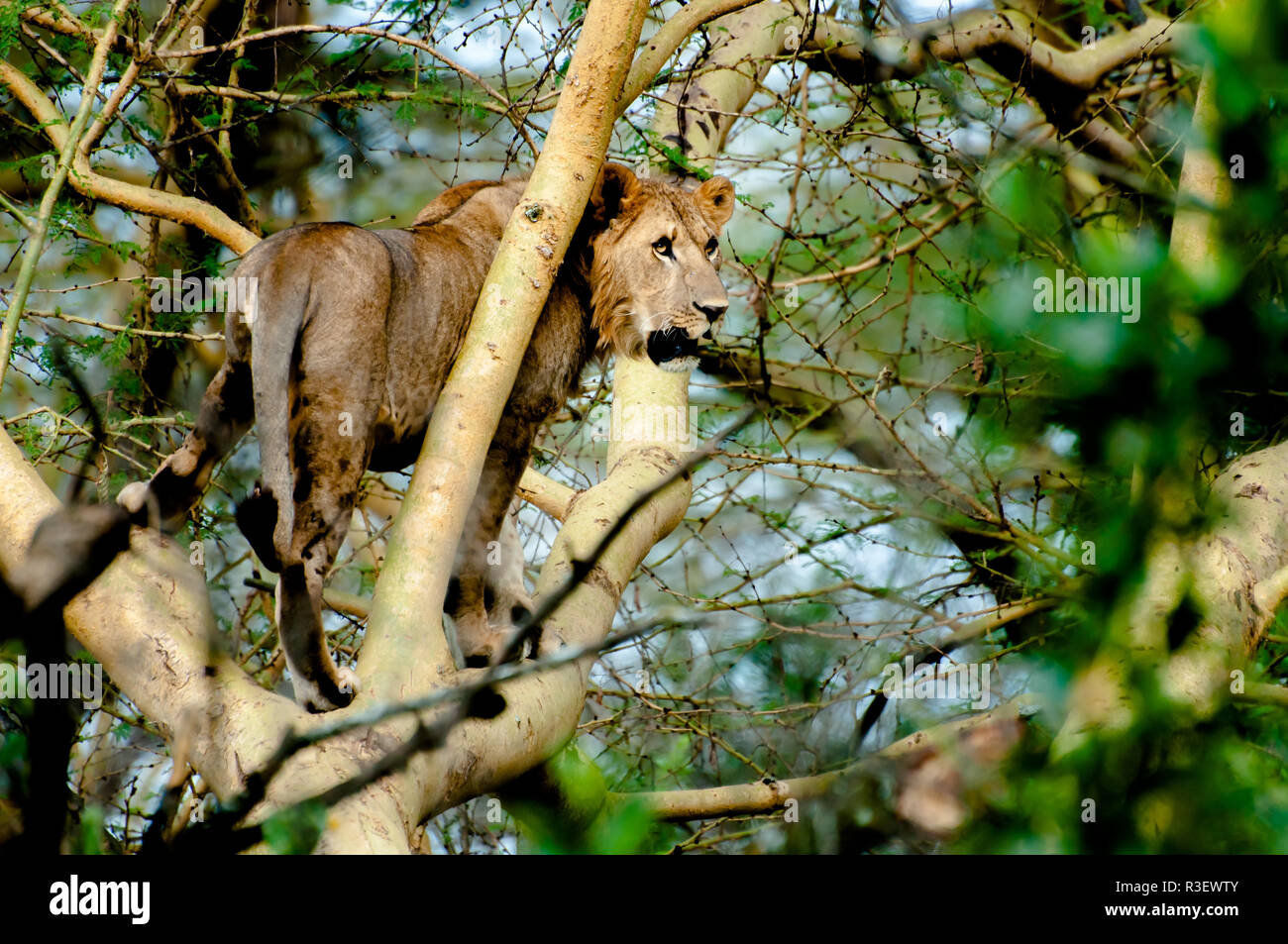 Lion standing upright hi-res stock photography and images - Alamy