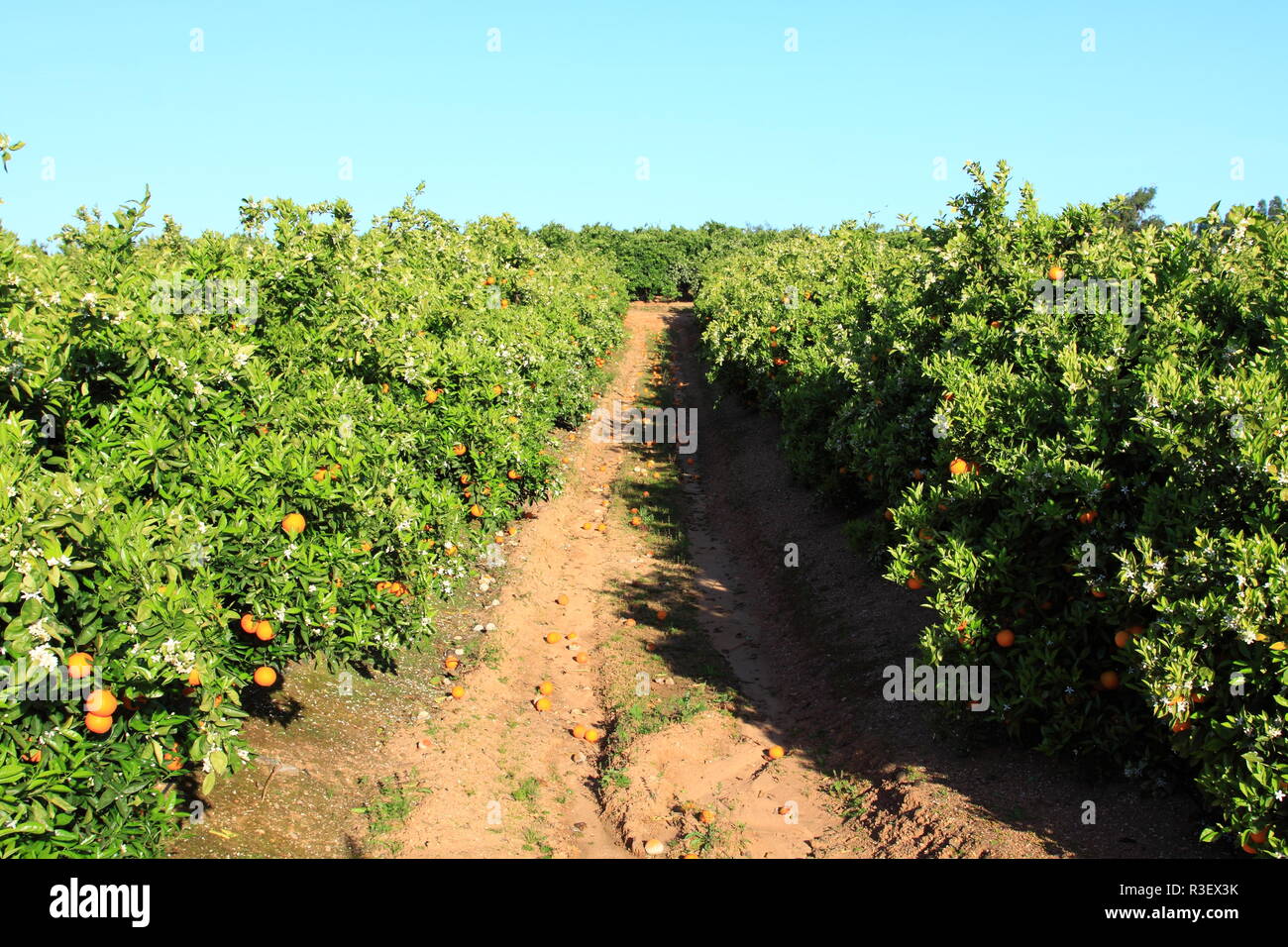 Orangetree hi-res stock photography and images - Alamy