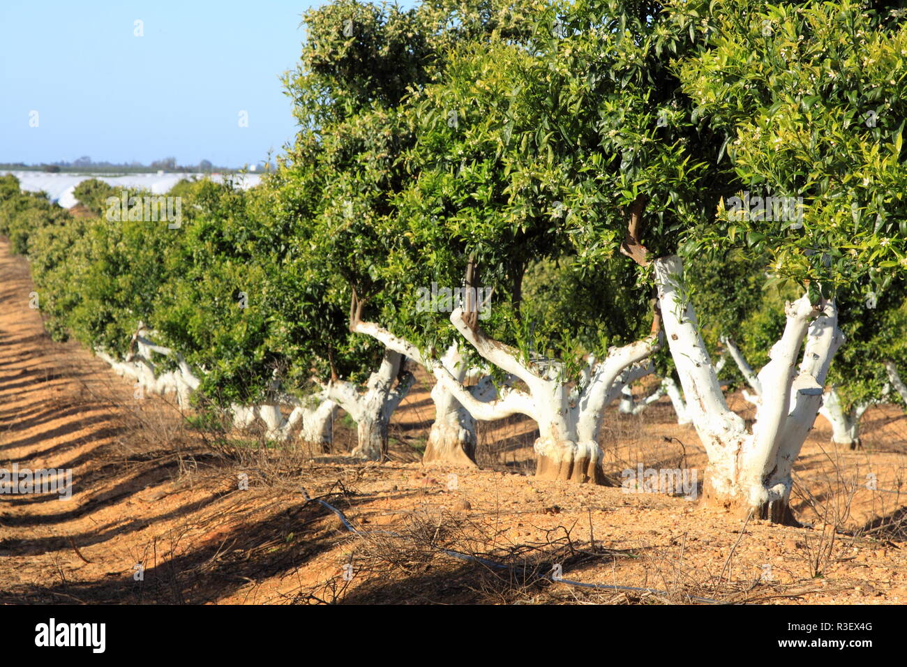 Orangetree hi-res stock photography and images - Alamy