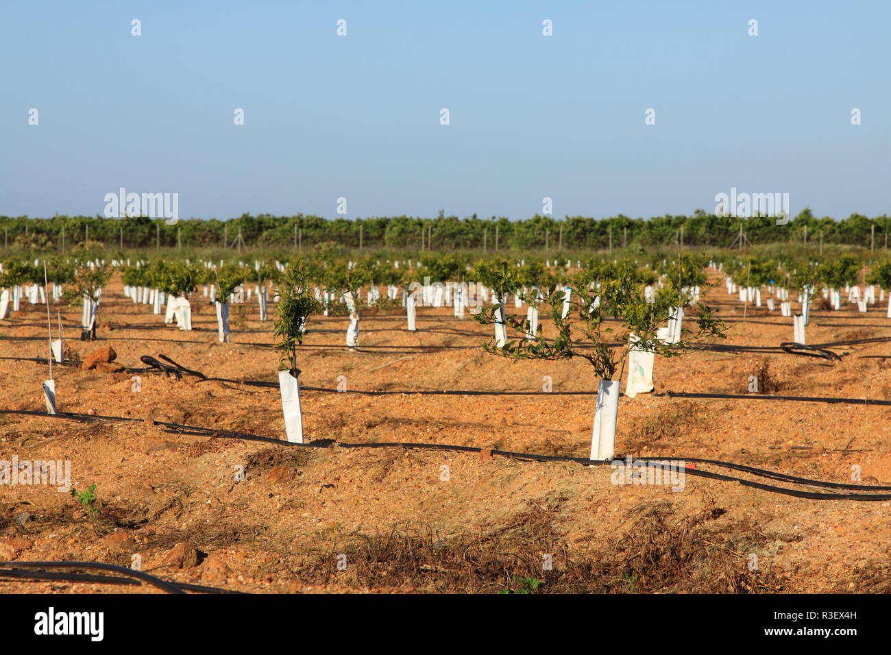 young orange trees planted in rows Stock Photo - Alamy