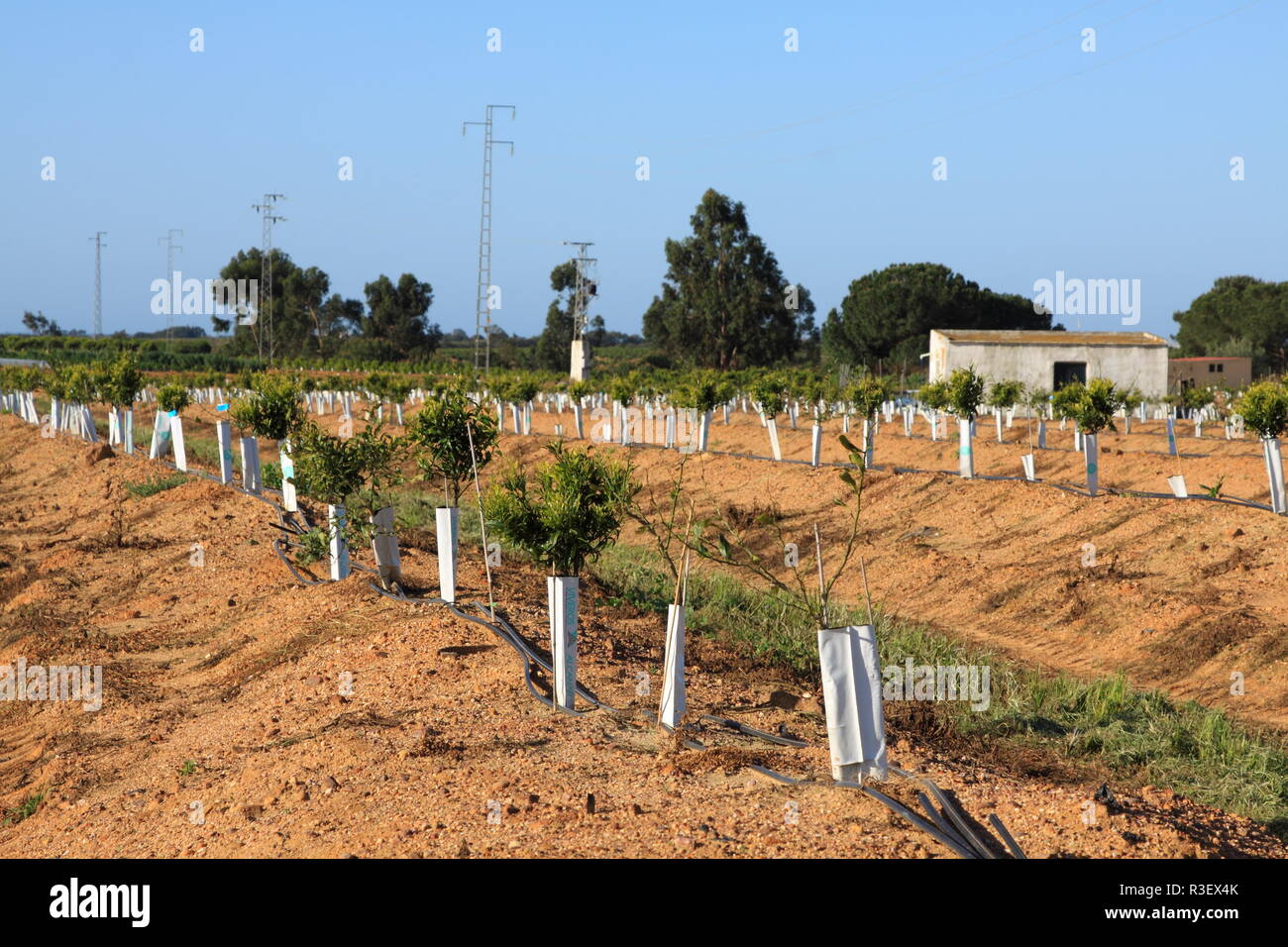 Orangetree hi-res stock photography and images - Alamy