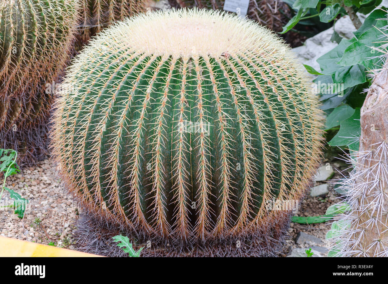 Super bowl ball hi-res stock photography and images - Alamy