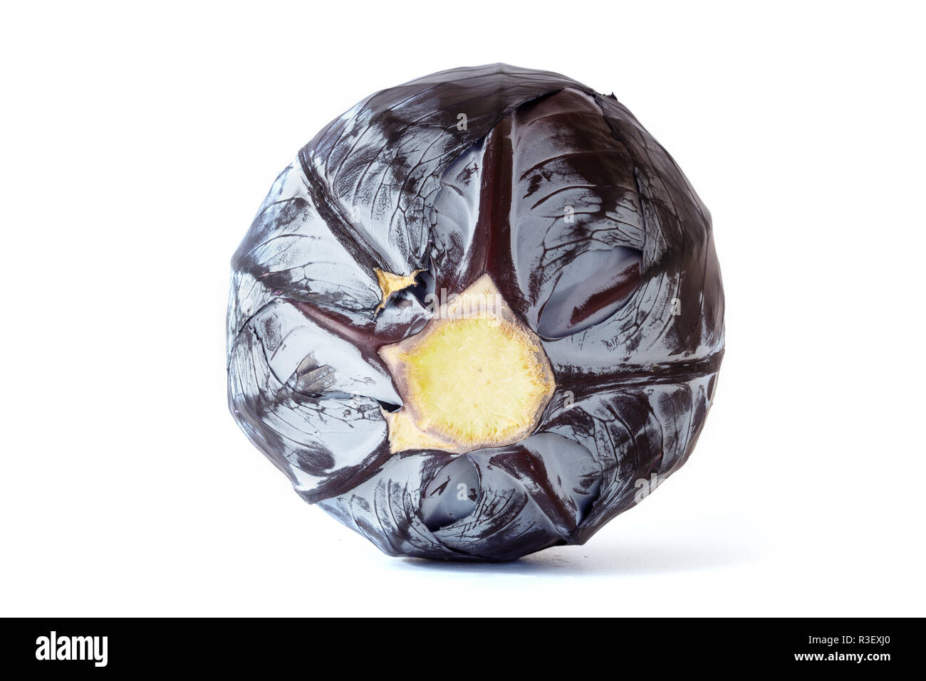 whole red cabbage from below isolated with shadow on a white background ...