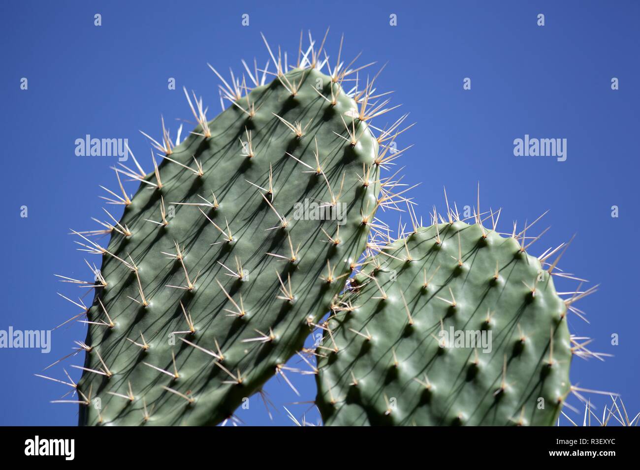 Kaktusblatt hi-res stock photography and images - Alamy