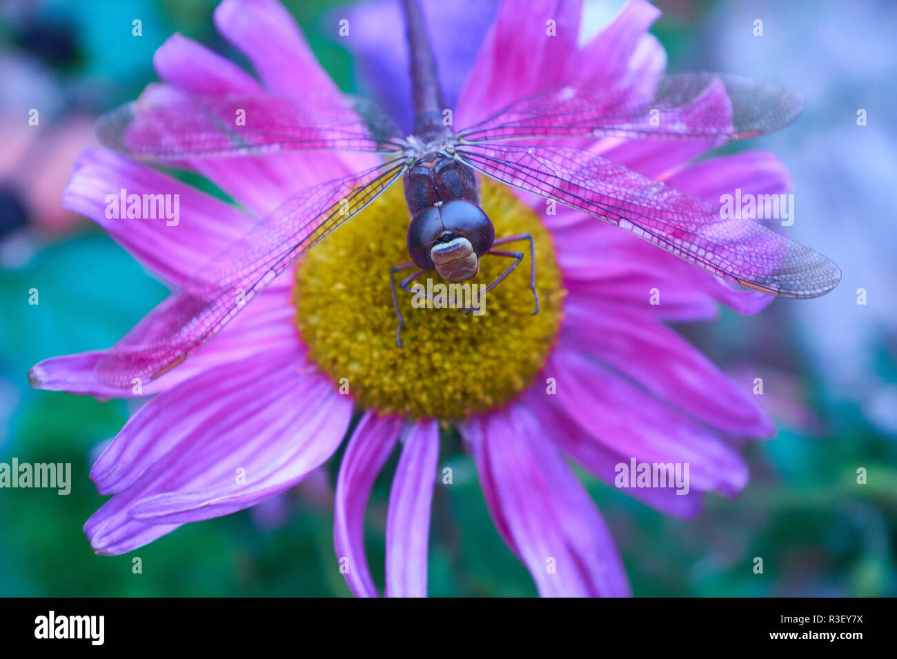 Dragonfly in flower hi-res stock photography and images - Alamy