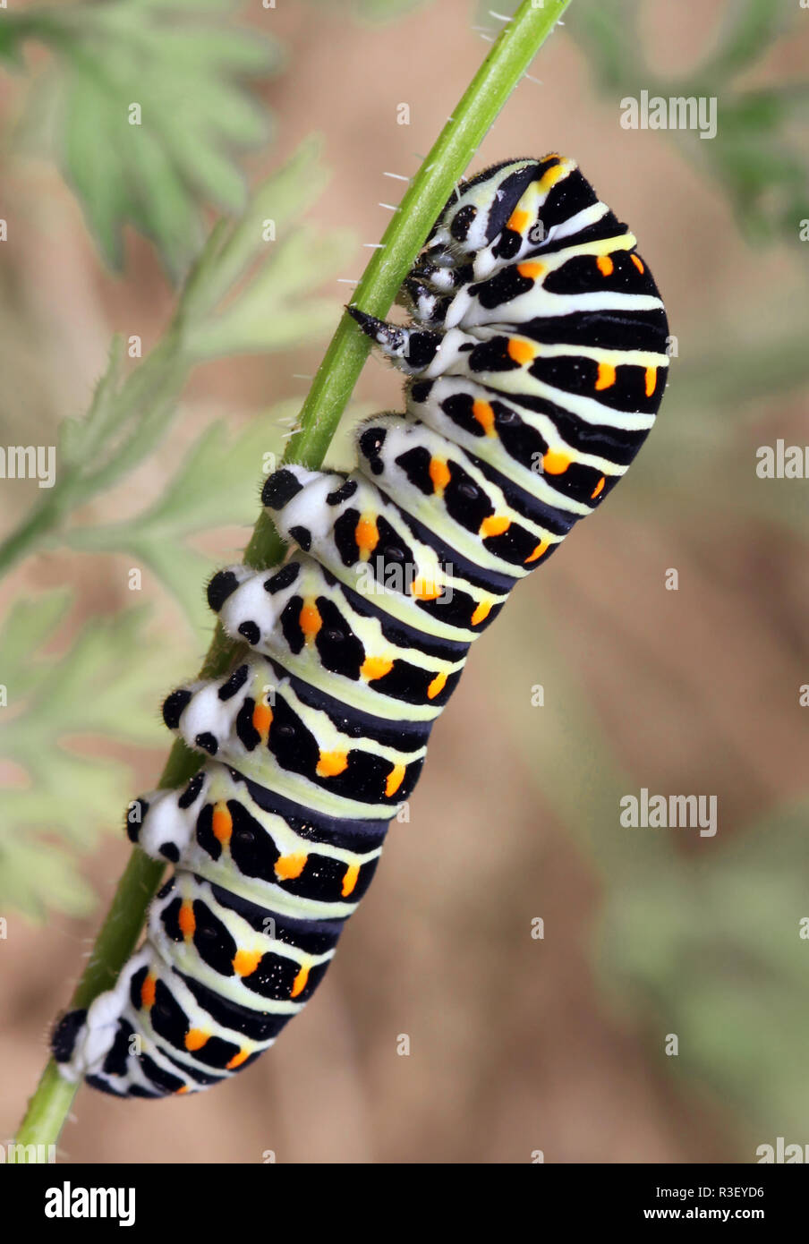 Black and white swallowtail picture hi-res stock photography and images ...