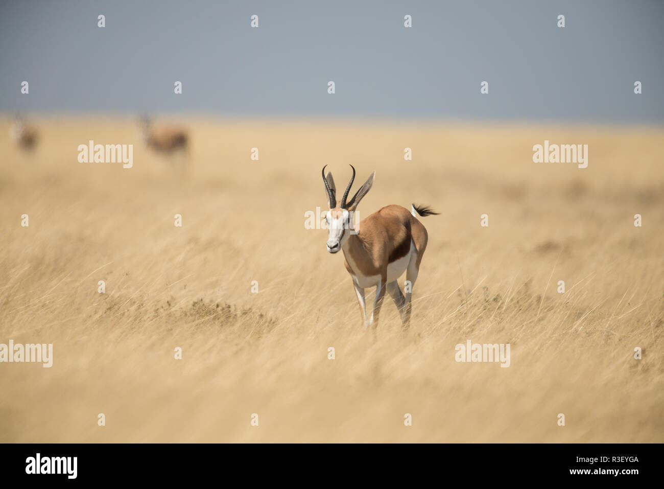 Springbok eating hi-res stock photography and images - Alamy