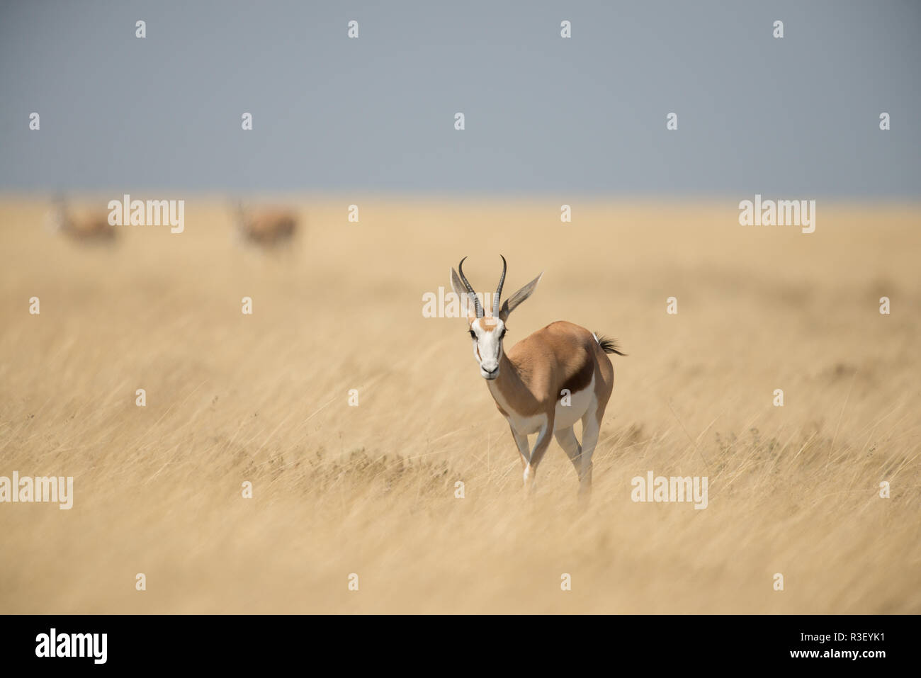 Springbok in open landscape Stock Photo - Alamy