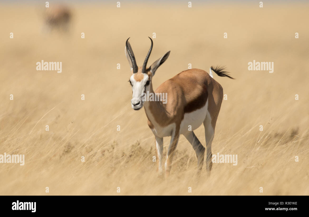 Springbok in open landscape Stock Photo - Alamy