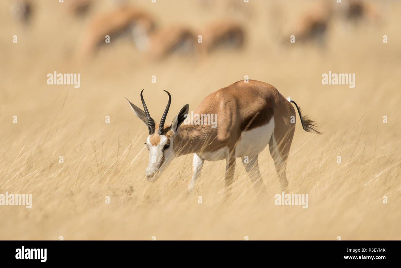 Springbok antelope eating hi-res stock photography and images - Alamy