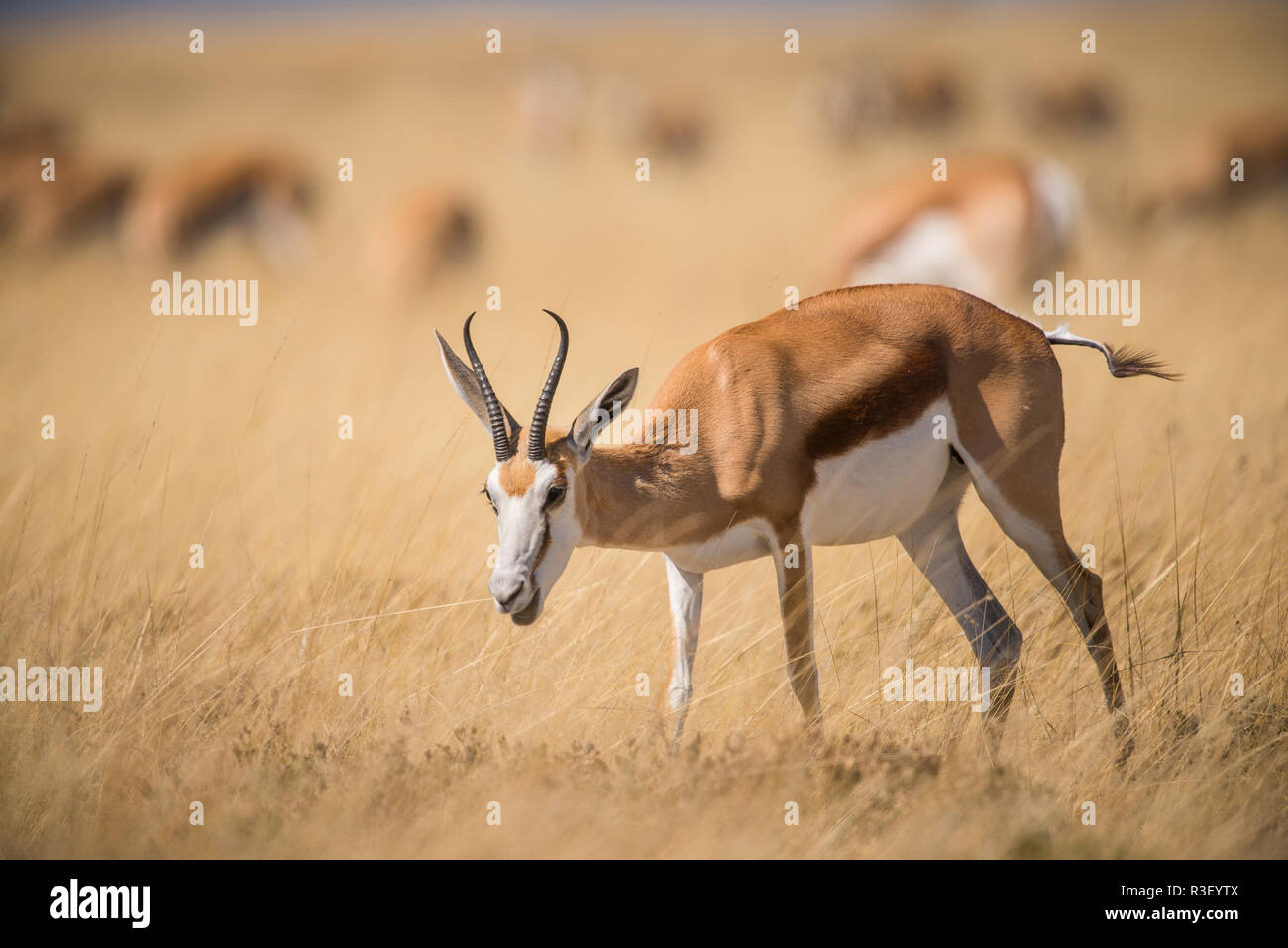 Springbok in open landscape Stock Photo - Alamy