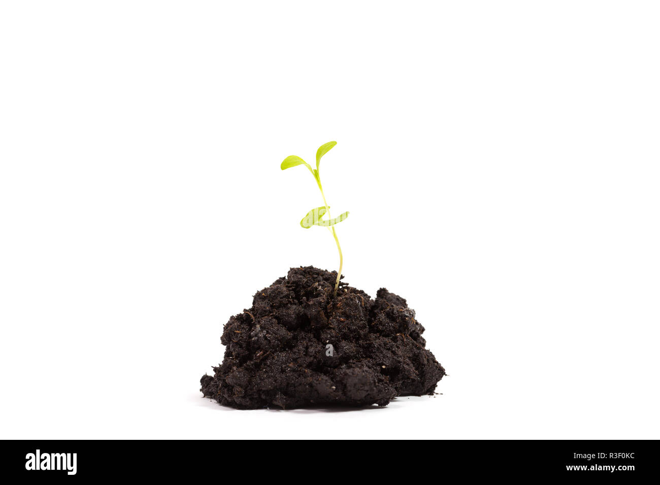 Developing seed Cut Out Stock Images & Pictures - Alamy