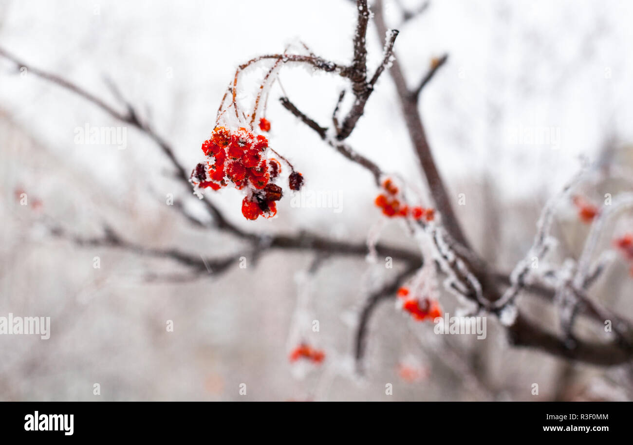 Dogberry tree hi-res stock photography and images - Alamy