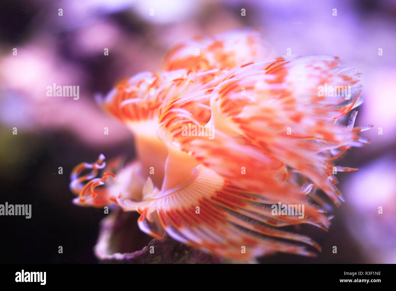 Guinea Worm High Resolution Stock Photography and Images - Alamy