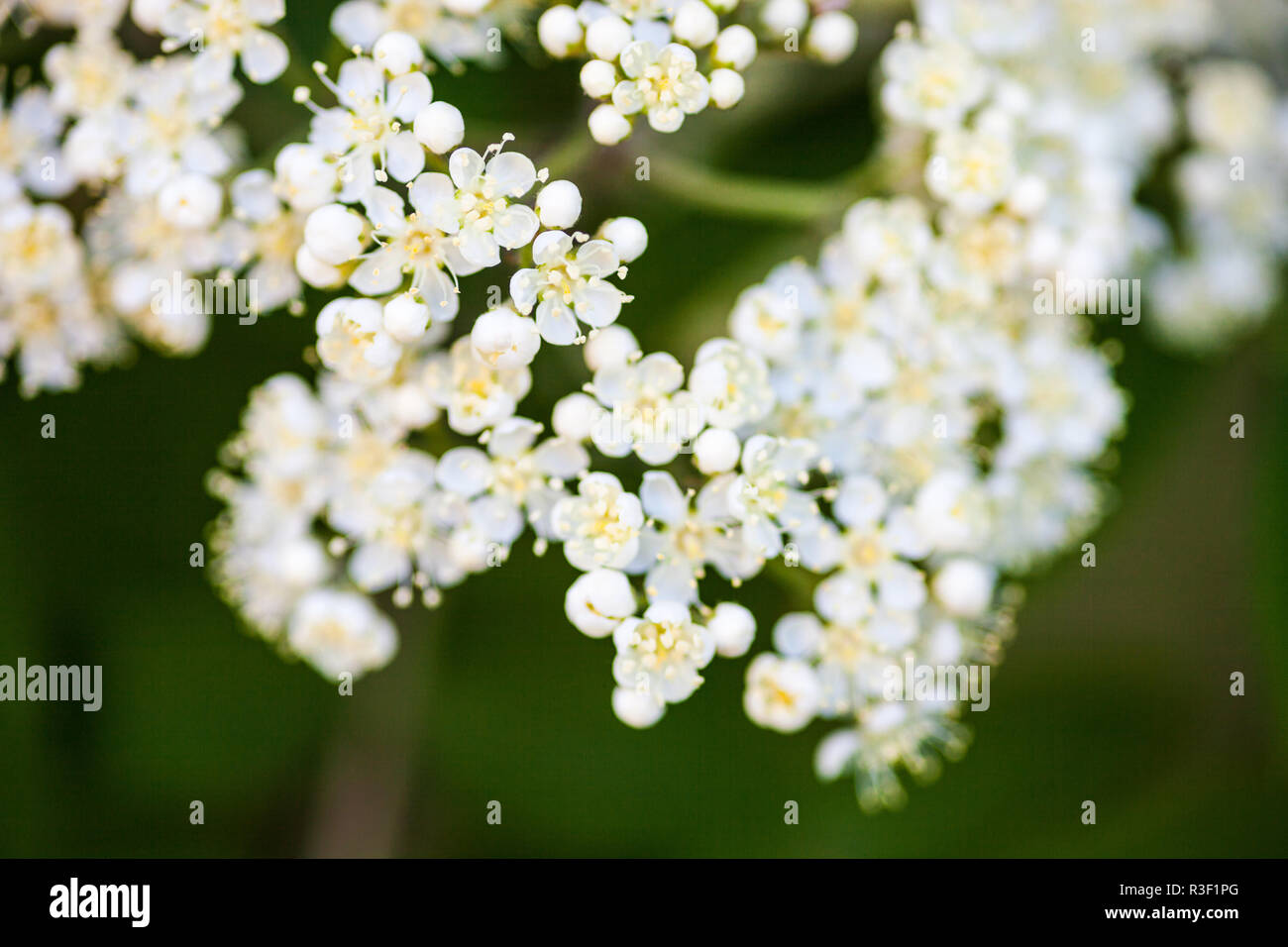 Dogberry tree hi-res stock photography and images - Alamy