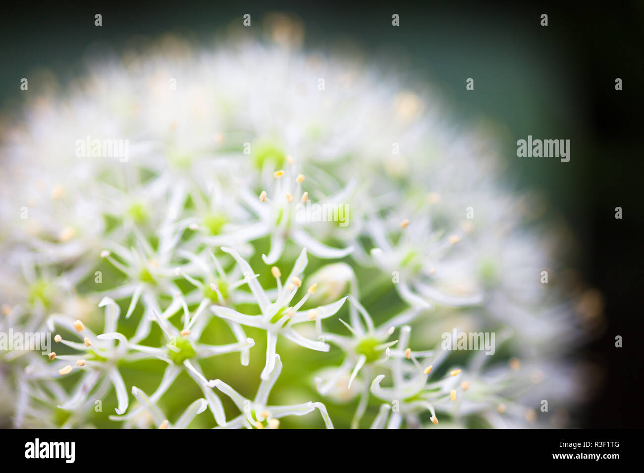 Single allium giganteum flower hi-res stock photography and images - Alamy