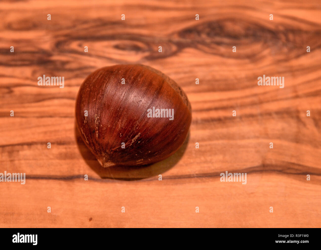A perfect-looking chestnut: full and round is placed on the cutting ...