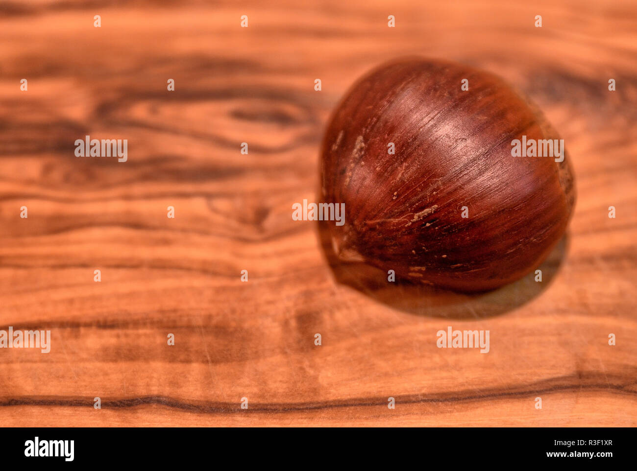 A perfect-looking chestnut: full and round is placed on the cutting ...